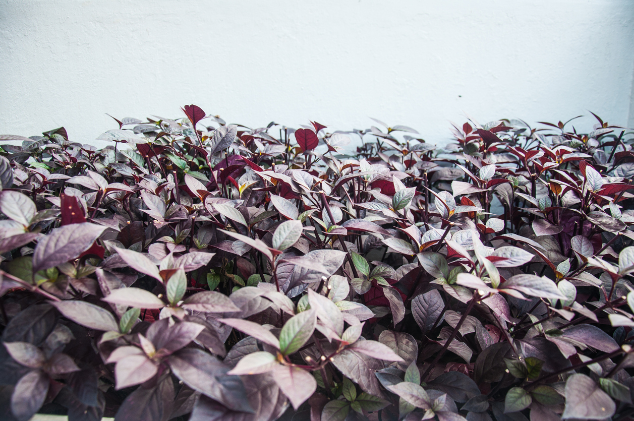 Manfaat Daun Ungu sebagai Obat Ambeien | HonestDocs