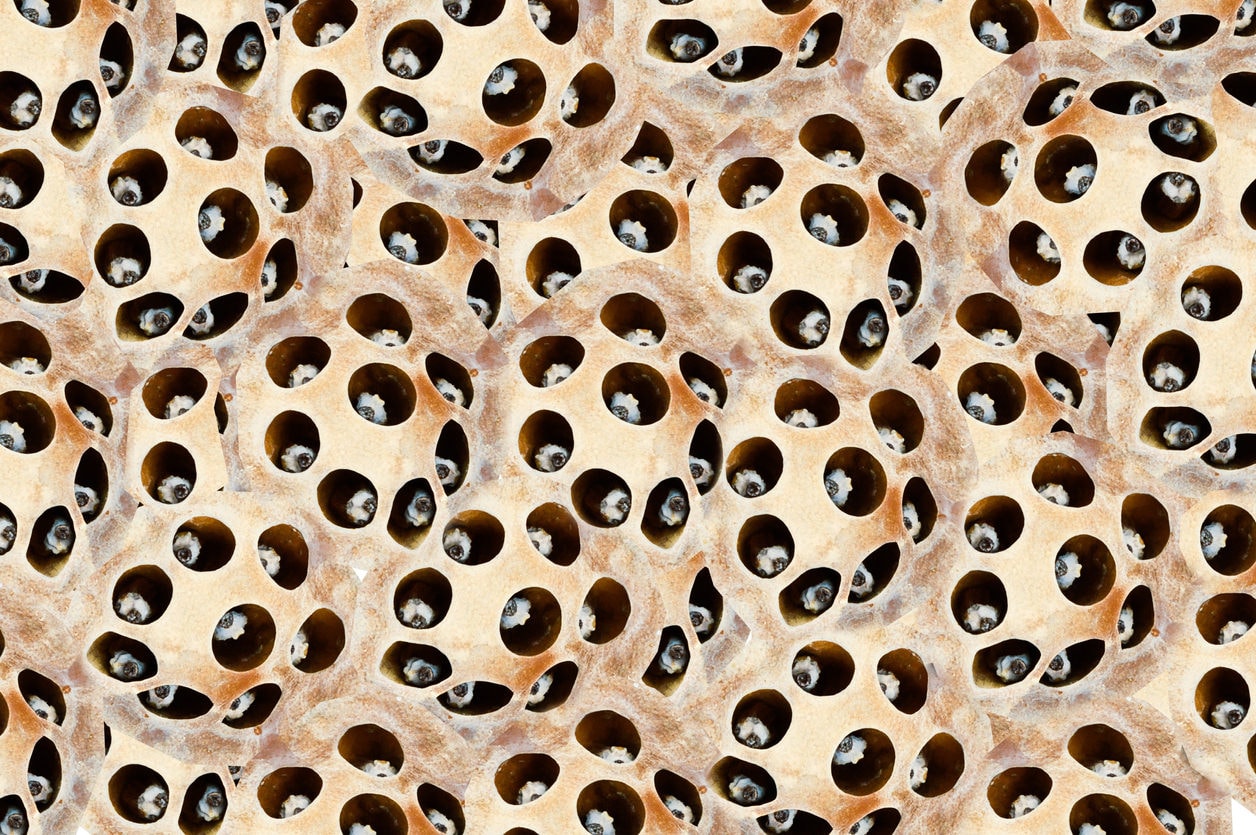 Trypophobia Gejala Penyebab Dan Pengobatan HonestDocs